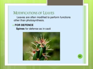 Leaf modification | PPTX | Gardening | Home & Garden