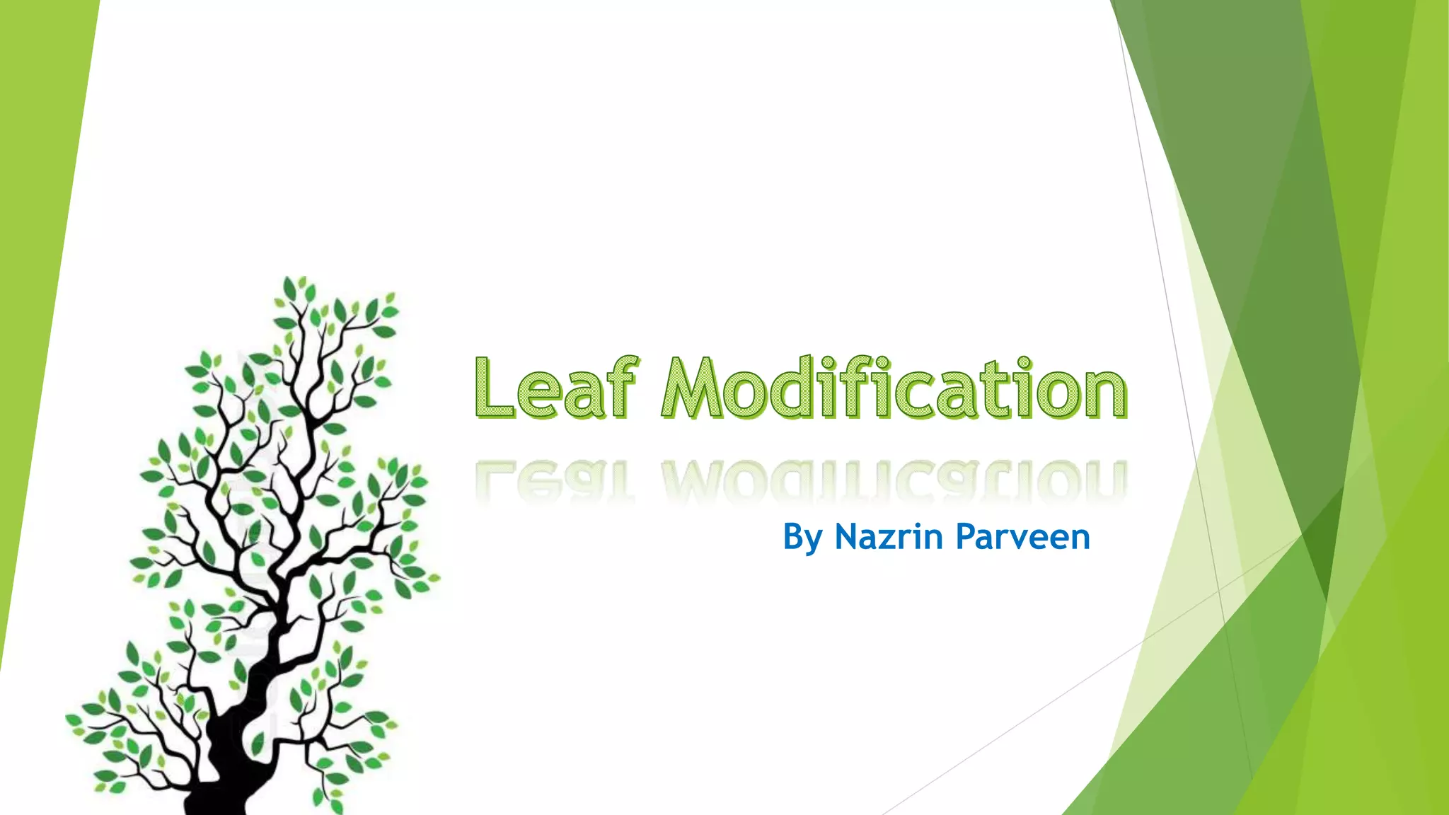 Leaf modification | PPT