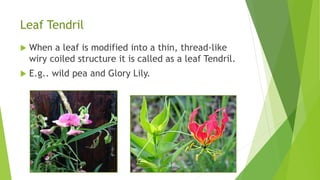 Leaf modification | PPTX