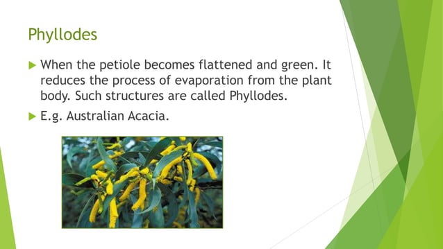 Leaf modification | PPTX | Gardening | Home & Garden