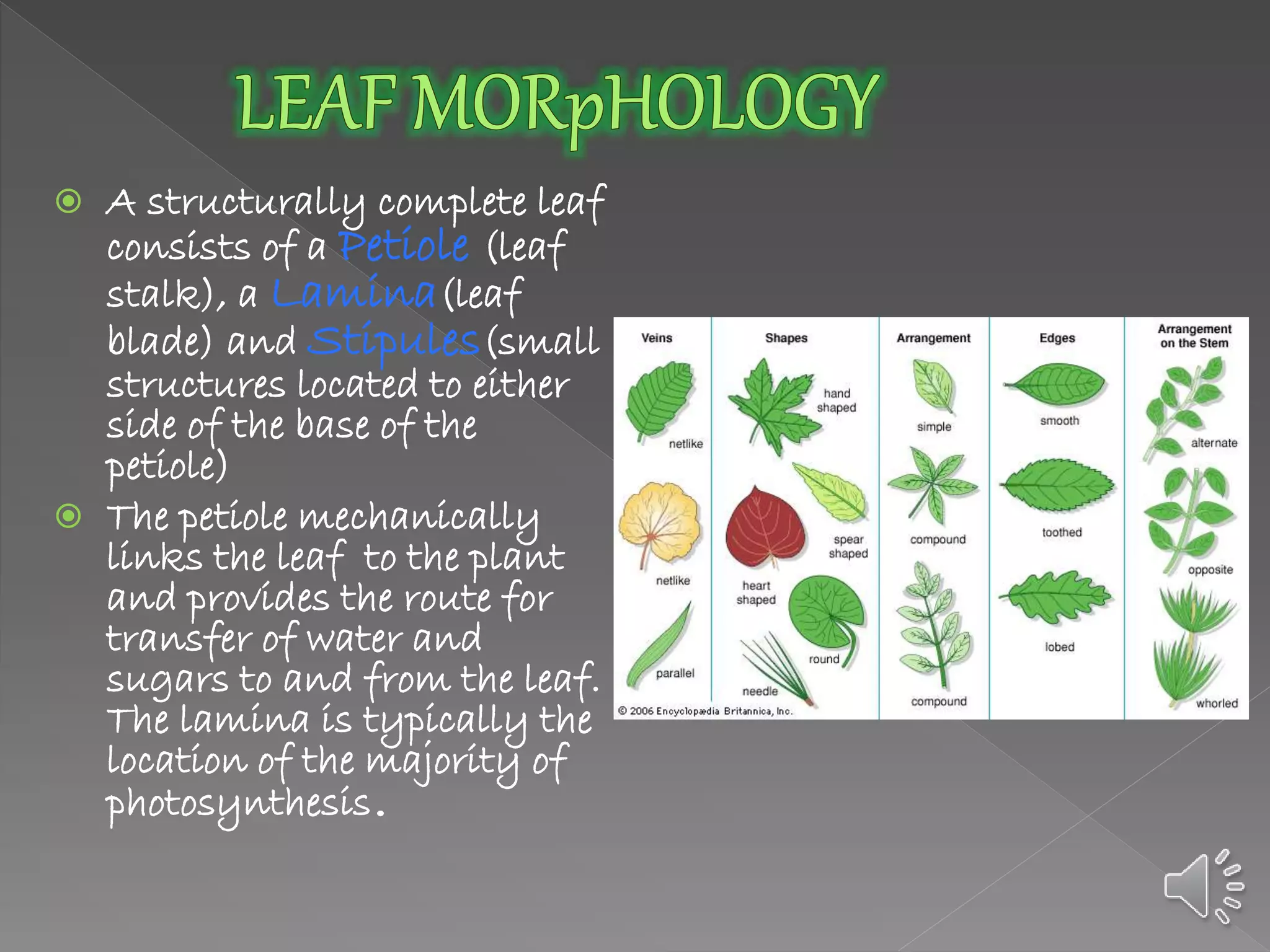 Leaf morphology | PPTX