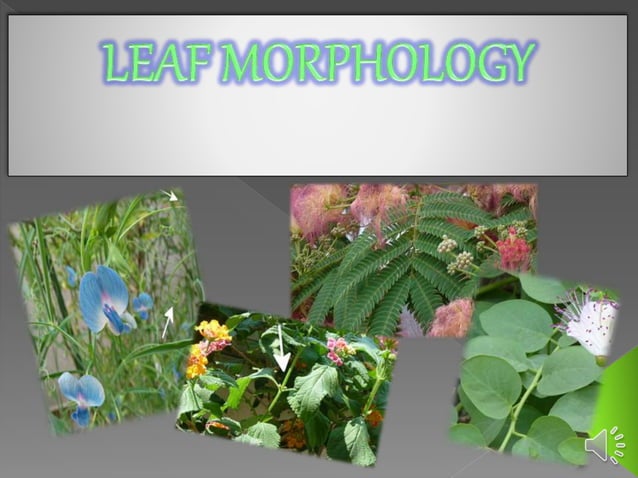 Leaf morphology | PPTX | Gardening | Home & Garden