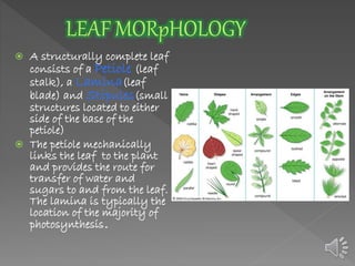 Leaf morphology | PPTX