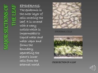 Leaf morphology | PPTX