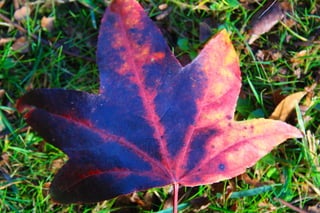 Object of focus | PPT