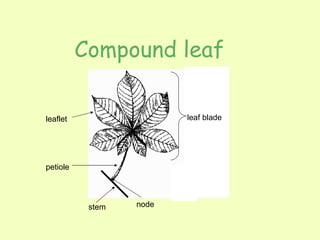 Parts Of A Compound Leaf