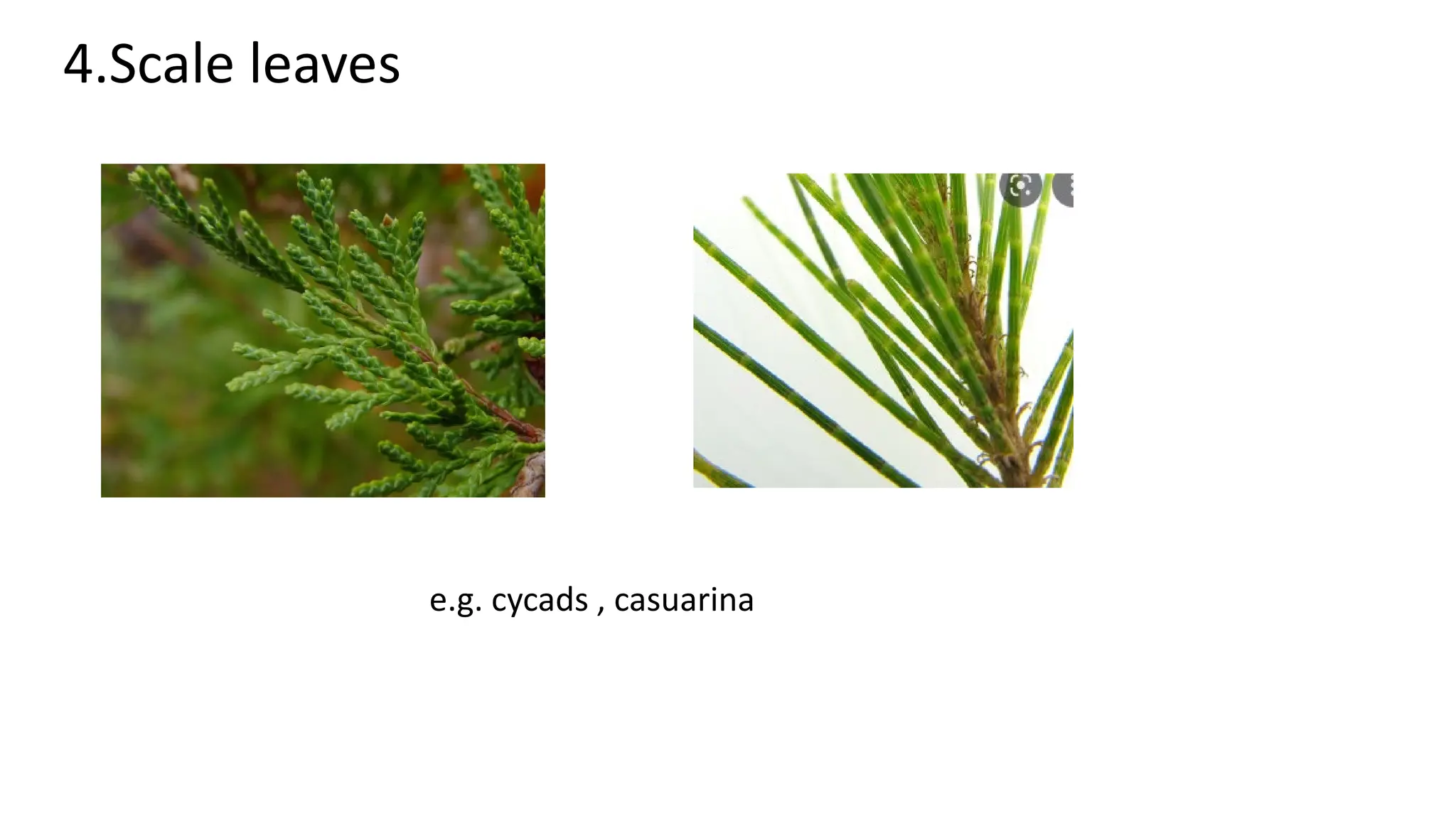 MORPHOLOGY OF LEAF pdf.pdf | Gardening | Home & Garden