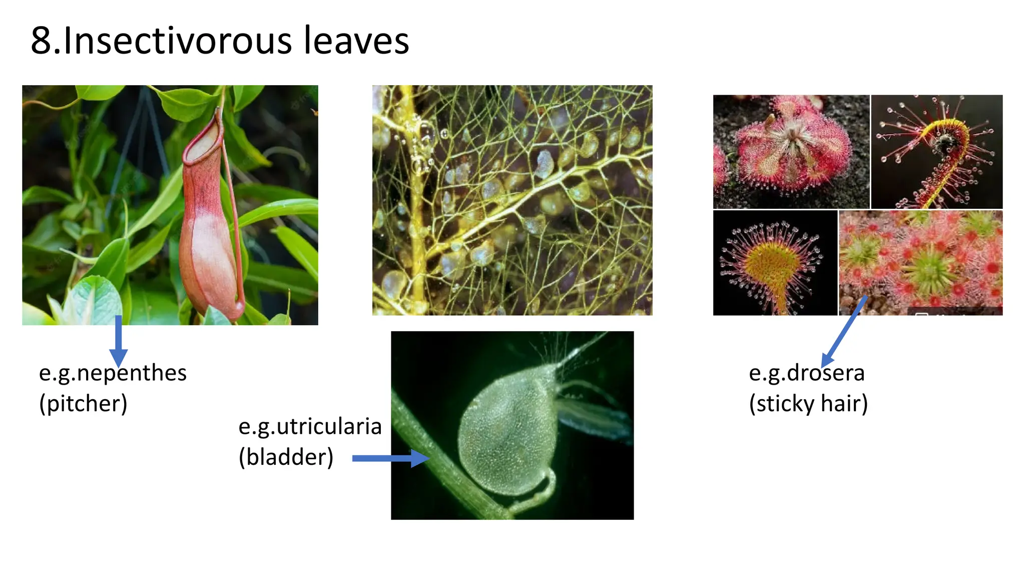 MORPHOLOGY OF LEAF pdf.pdf | Gardening | Home & Garden