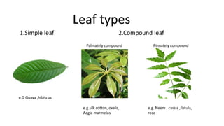 MORPHOLOGY OF LEAF pdf.pdf