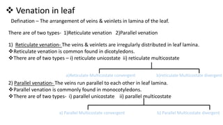 MORPHOLOGY OF LEAF pdf.pdf | Gardening | Home & Garden
