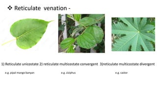 MORPHOLOGY OF LEAF pdf.pdf | Gardening | Home & Garden
