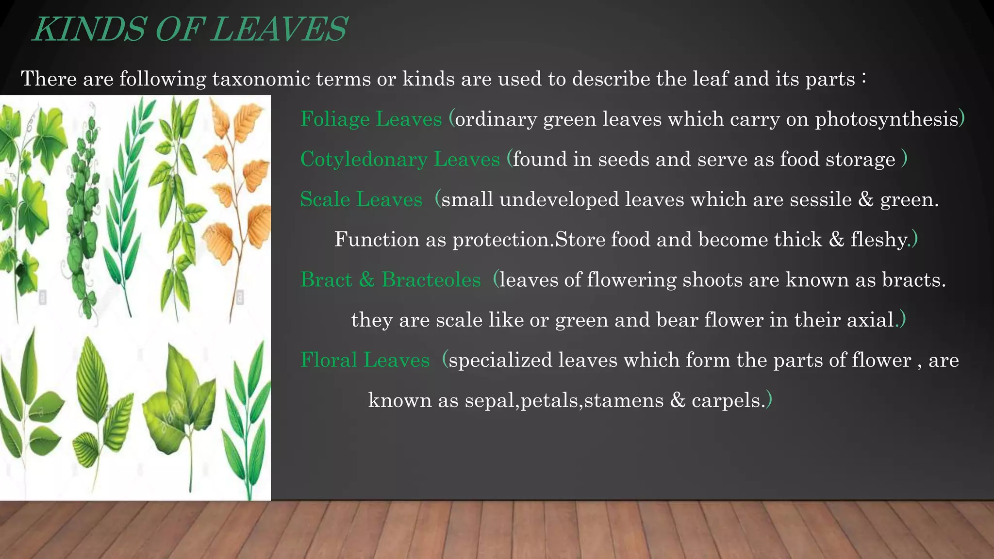 Leaf - Introduction,Structure of A Leaf | PPTX