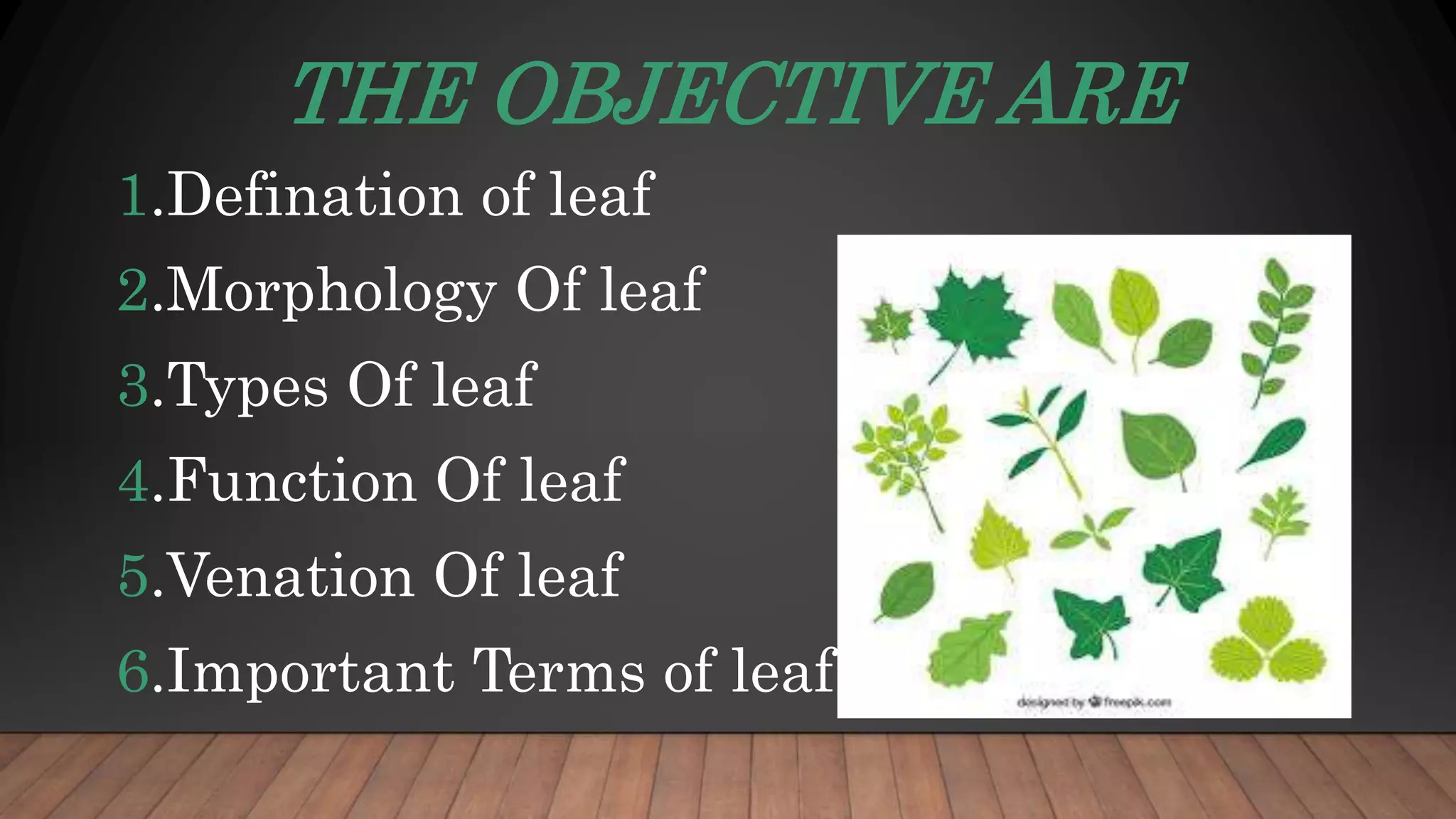 Leaf - Introduction,Structure of A Leaf | PPTX