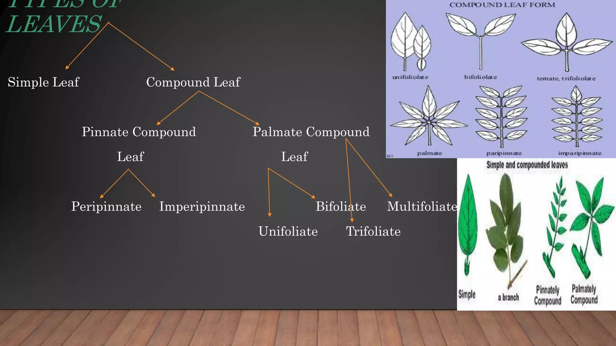 Leaf - Introduction,Structure of A Leaf | PPTX