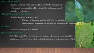 Leaf - Introduction,Structure of A Leaf | PPTX