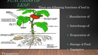 Leaf - Introduction,Structure of A Leaf | PPTX