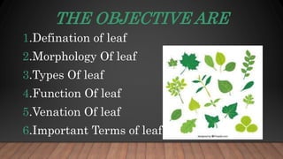 Leaf - Introduction,Structure of A Leaf | PPTX