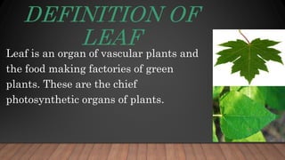 Leaf - Introduction,Structure of A Leaf | PPTX