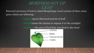 Leaf - Introduction,Structure of A Leaf | PPTX