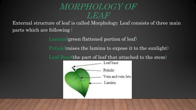 Leaf - Introduction,Structure of A Leaf | PPTX