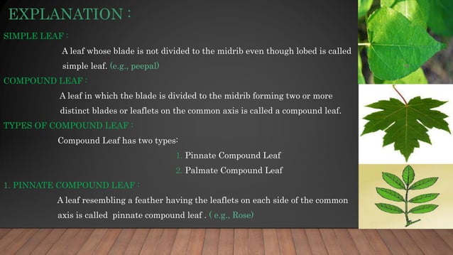 Leaf - Introduction,Structure of A Leaf | PPTX