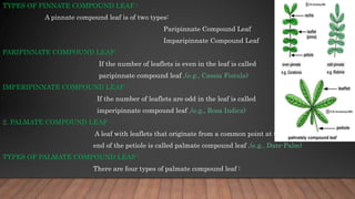 Leaf - Introduction,Structure of A Leaf | PPTX