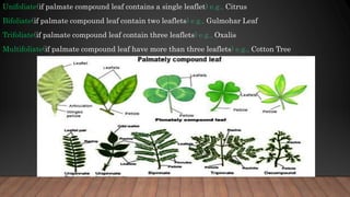 Leaf - Introduction,Structure of A Leaf | PPTX