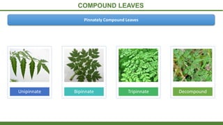 Leaf presentation - Botony | PPTX