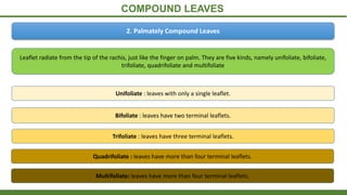 Leaf presentation - Botony | PPTX