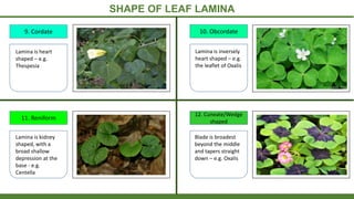 Leaf presentation - Botony | PPTX