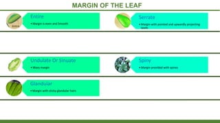 Leaf presentation - Botony | PPTX