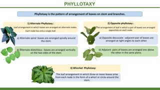 Leaf presentation - Botony | PPTX