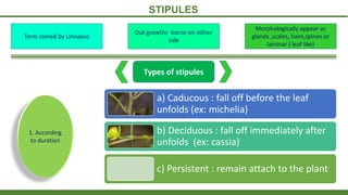 Leaf presentation - Botony | PPTX