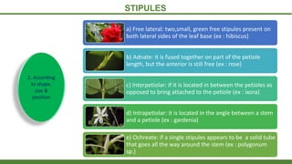 Leaf presentation - Botony | PPTX