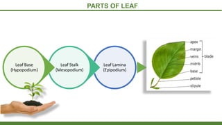 Leaf presentation - Botony | PPTX