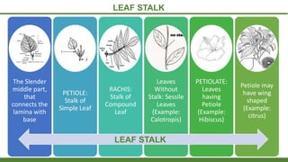Leaf presentation - Botony | PPTX