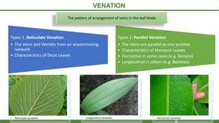 Leaf presentation - Botony | PPTX