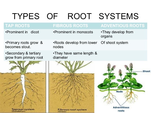 Leaf & root by pooja