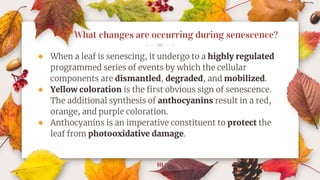 Leaf senescence guarino - report | PPT