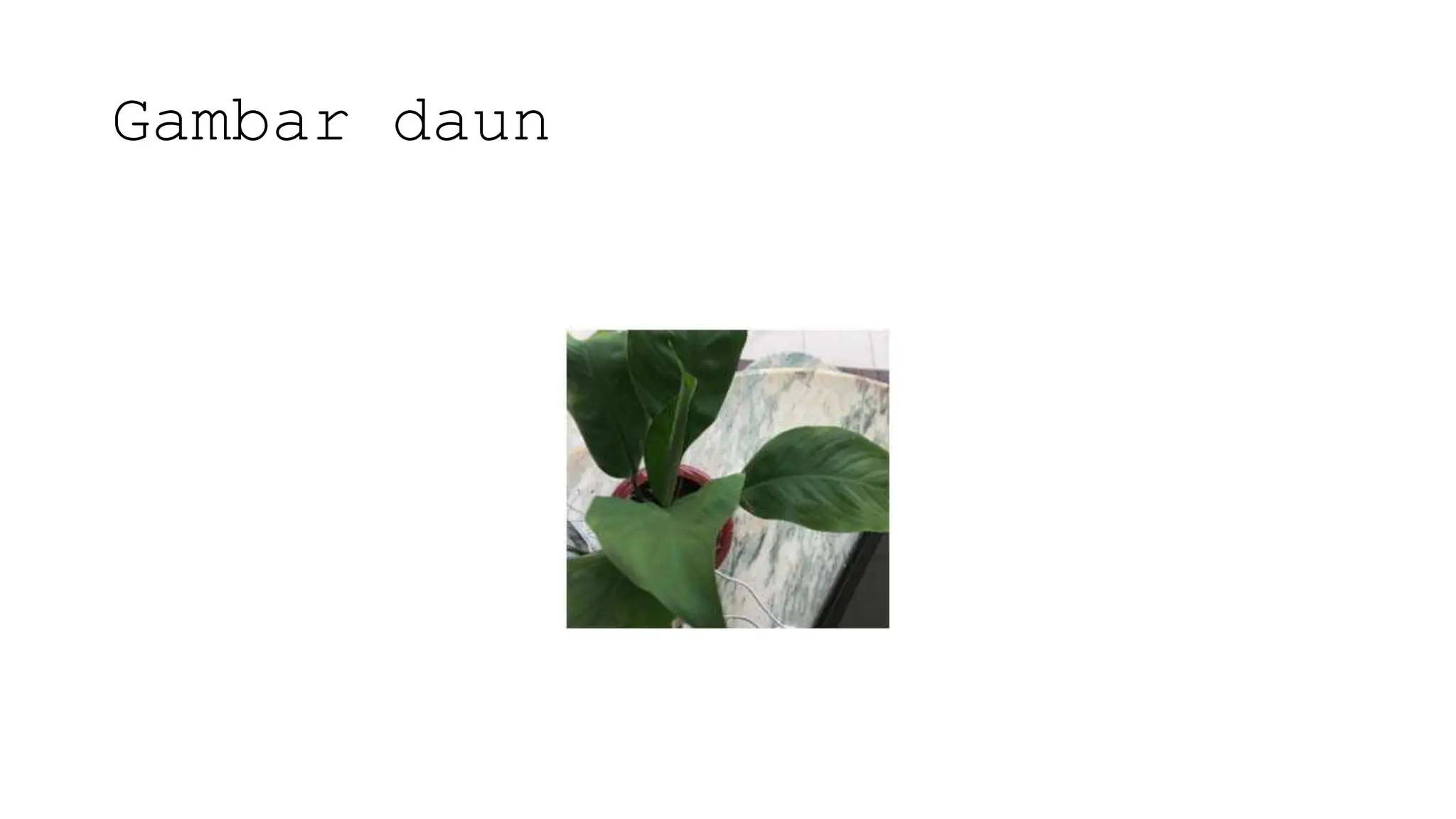 Leaf Sensor Berisikan Gambar Gambar Leaf Sensor1 Ppt