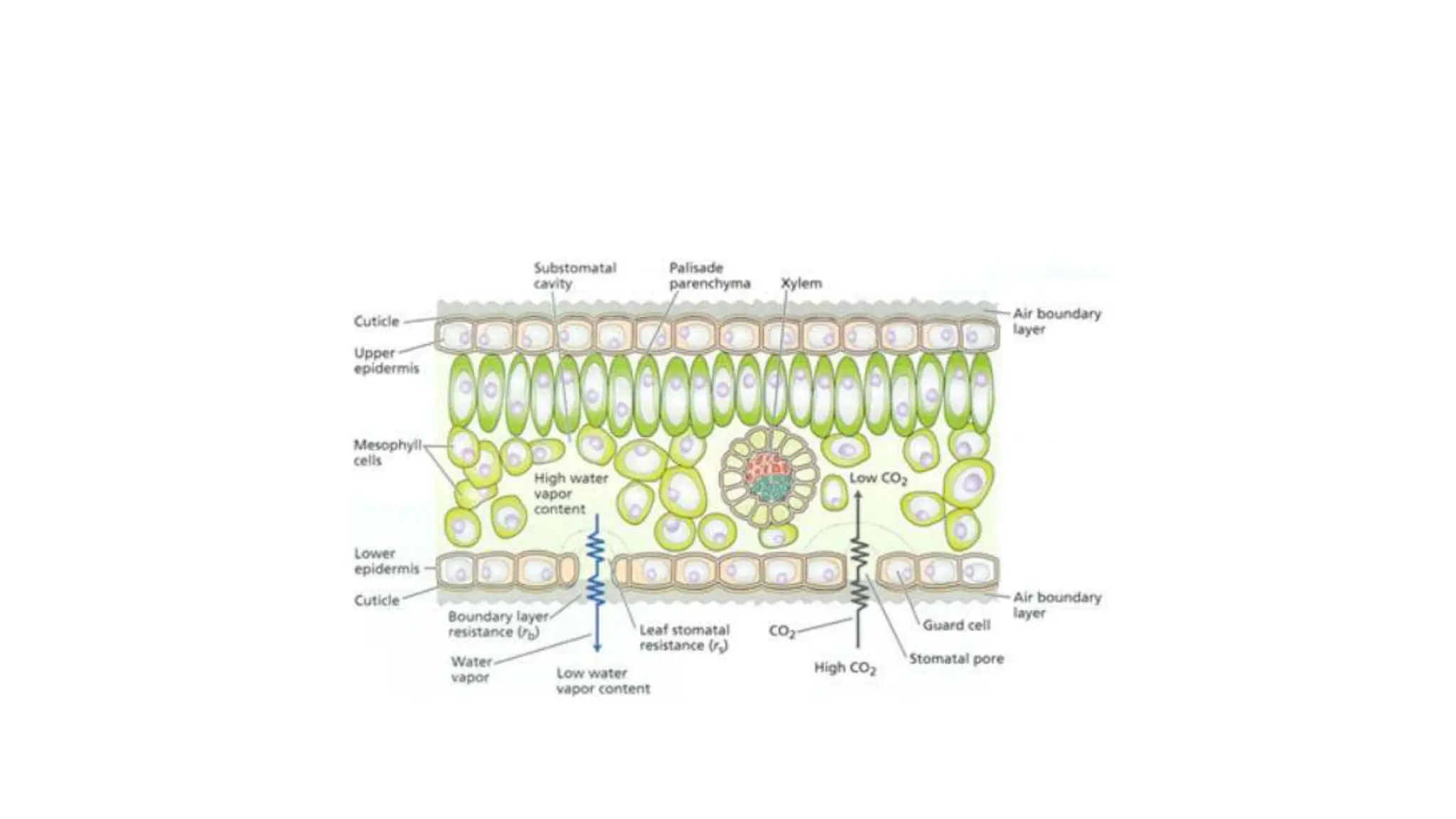 Leaf Sensor Berisikan Gambar Gambar Leaf Sensor1 Ppt