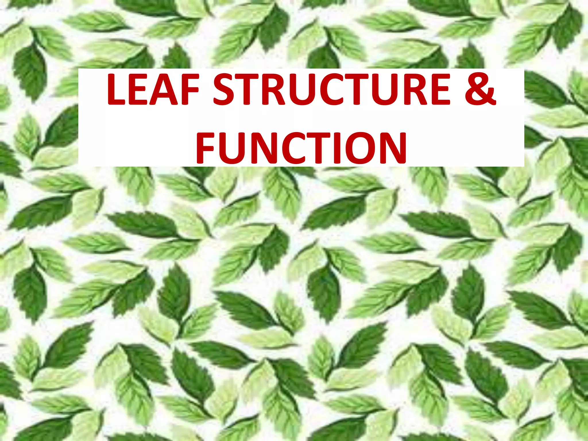 Leaf structure | PPTX