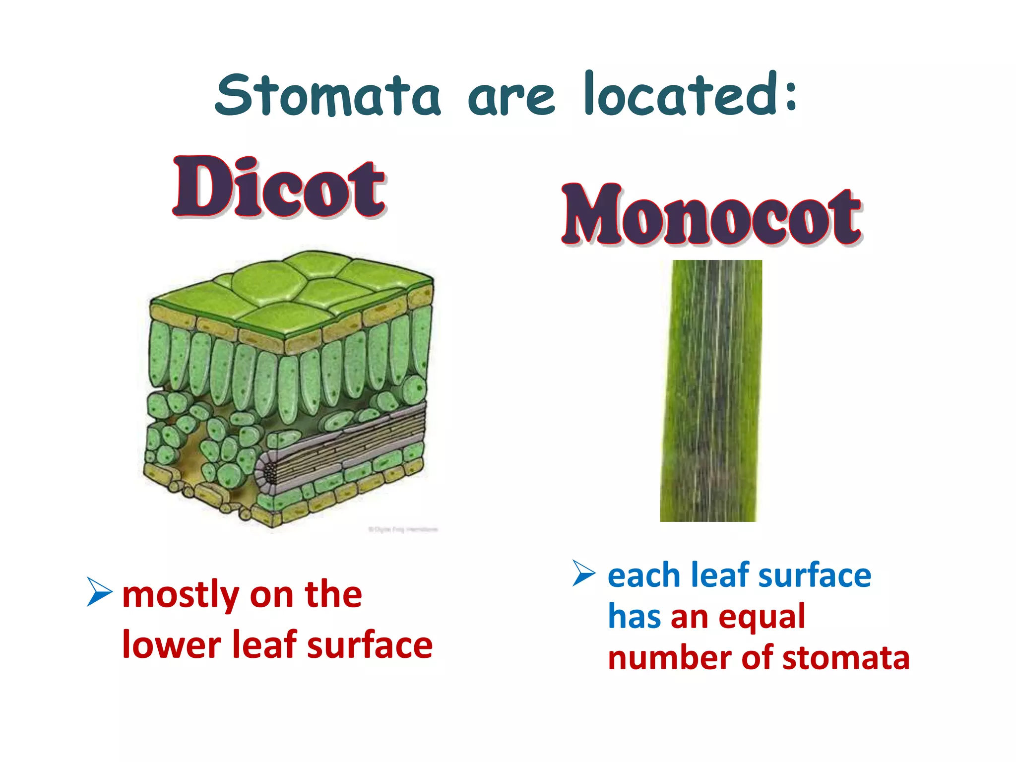 Leaf structure | PPTX