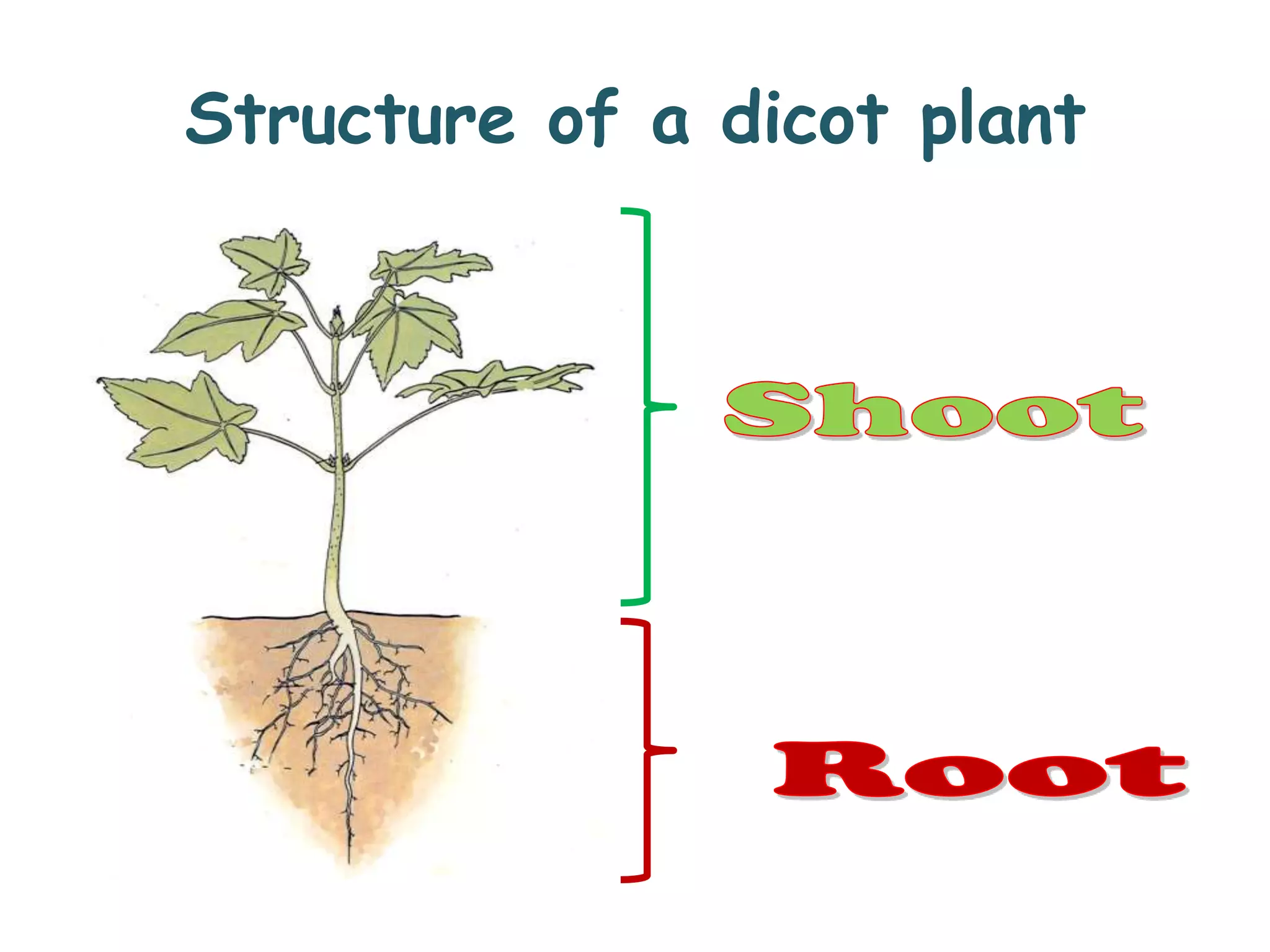 Leaf structure | PPTX