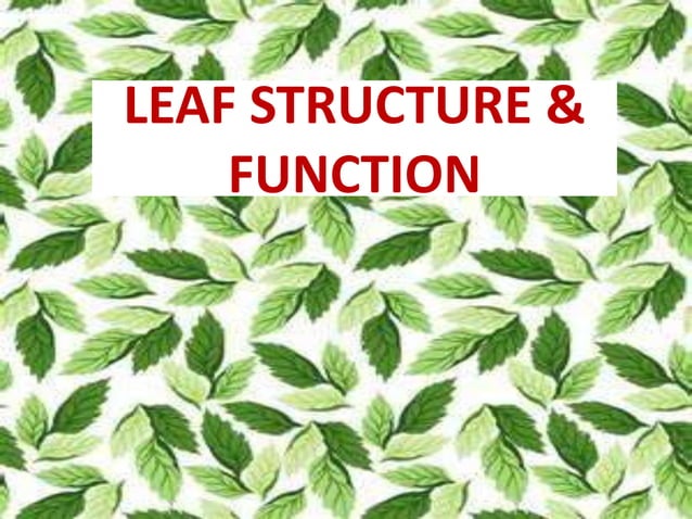 Leaf structure | PPTX