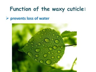 Leaf structure | PPTX