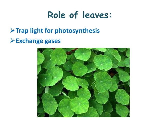 Leaf structure | PPTX