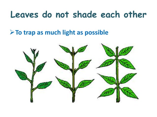 Leaf structure | PPTX