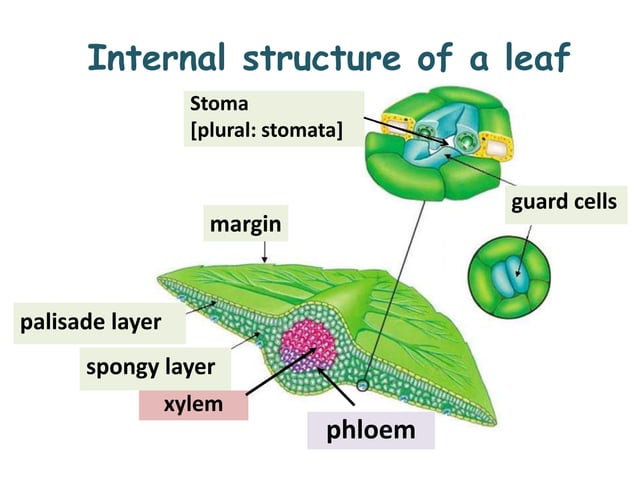 Leaf structure | PPTX
