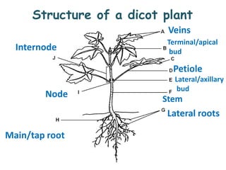 Dicot Plant Diagram